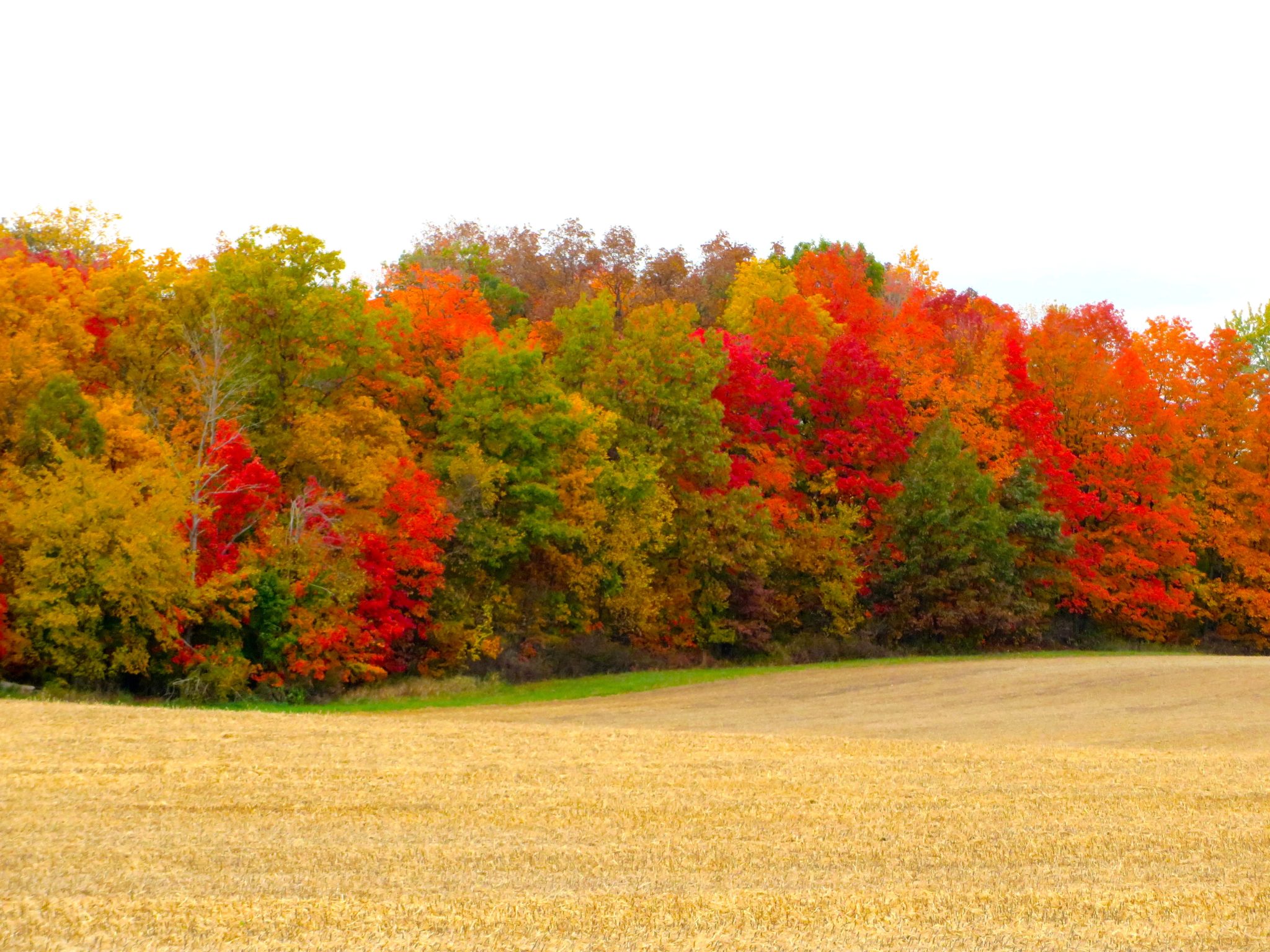 Shouting Trees – Lectio Divina | Healthy Spirituality