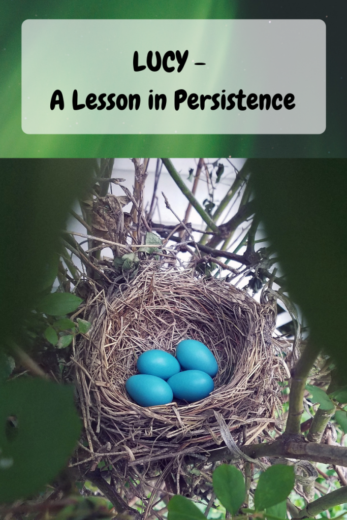 Lucy - A Lesson in Persistence | Healthy Spirituality