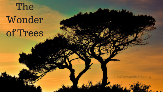 The Wonder of Trees | Healthy Spirituality