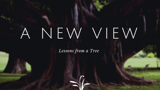 A New View | Healthy Spirituality